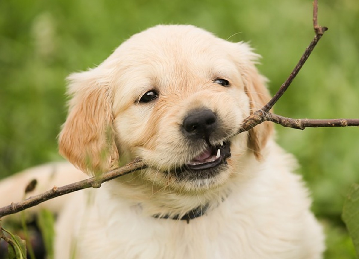 Las 8 mejores razas de perros para niños que debes conocer